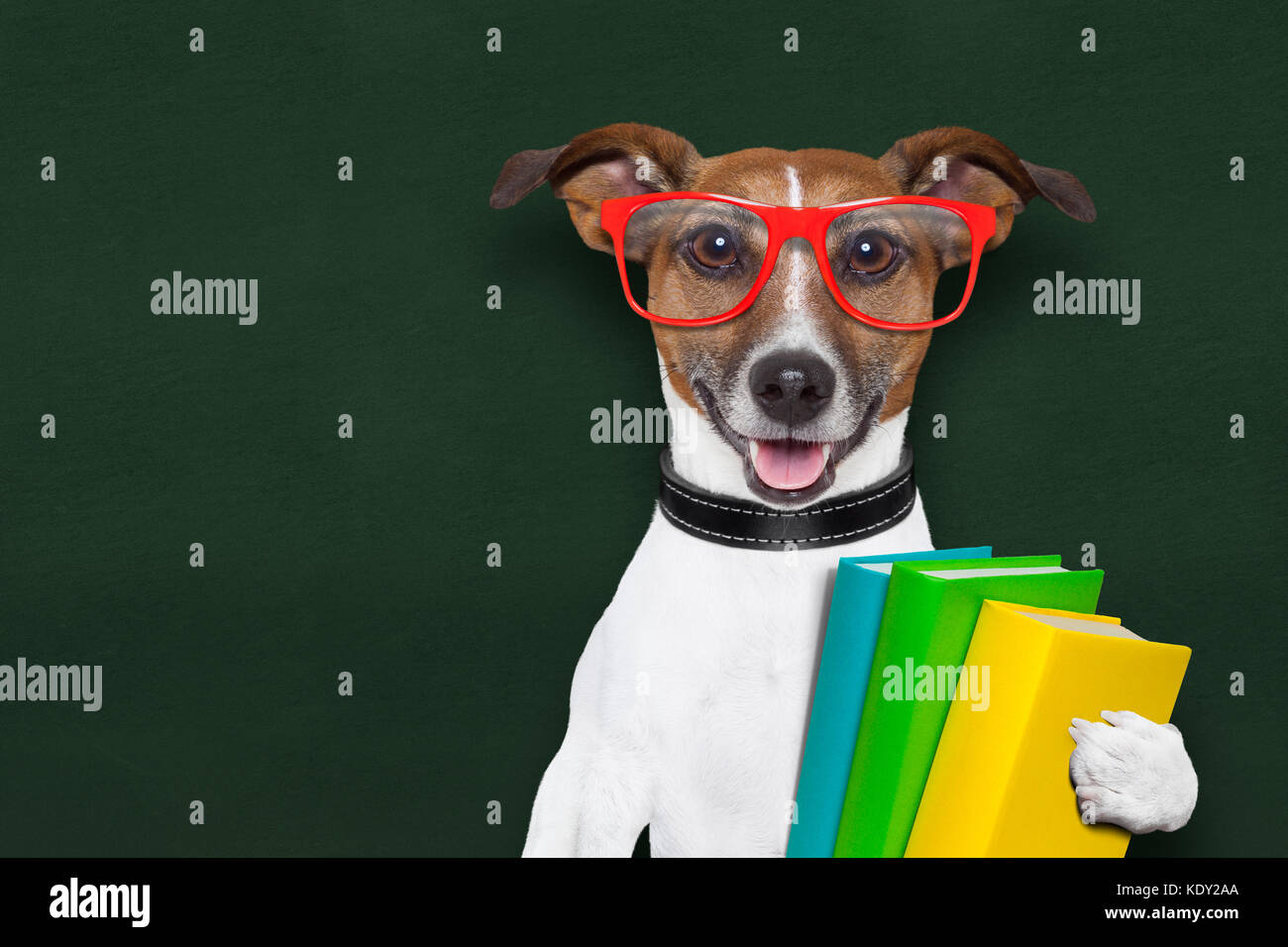 smart and clever dog with books and glasses Stock Photo - Alamy
