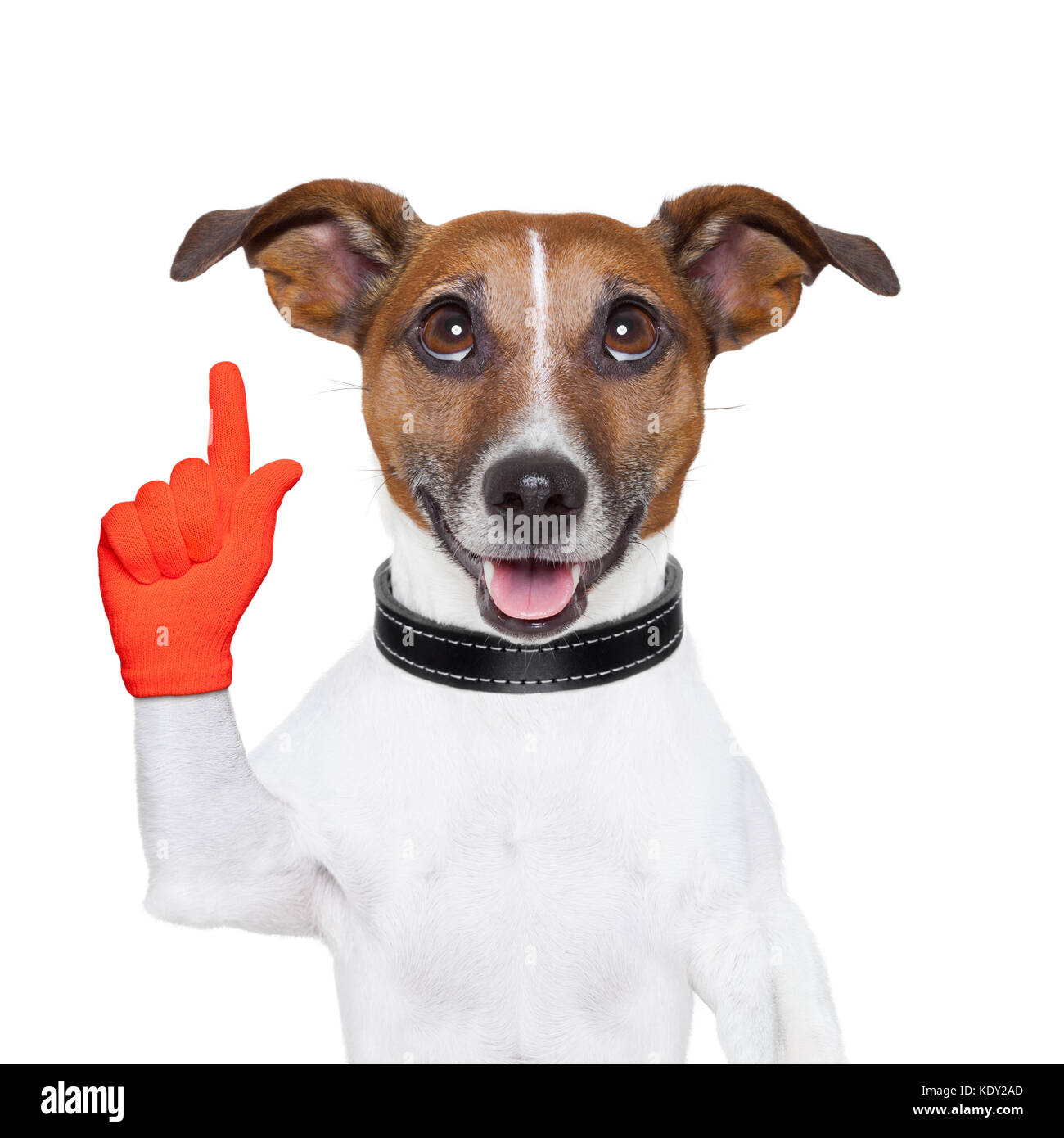 Dog clever intelligent intelligence hi-res stock photography and images ...