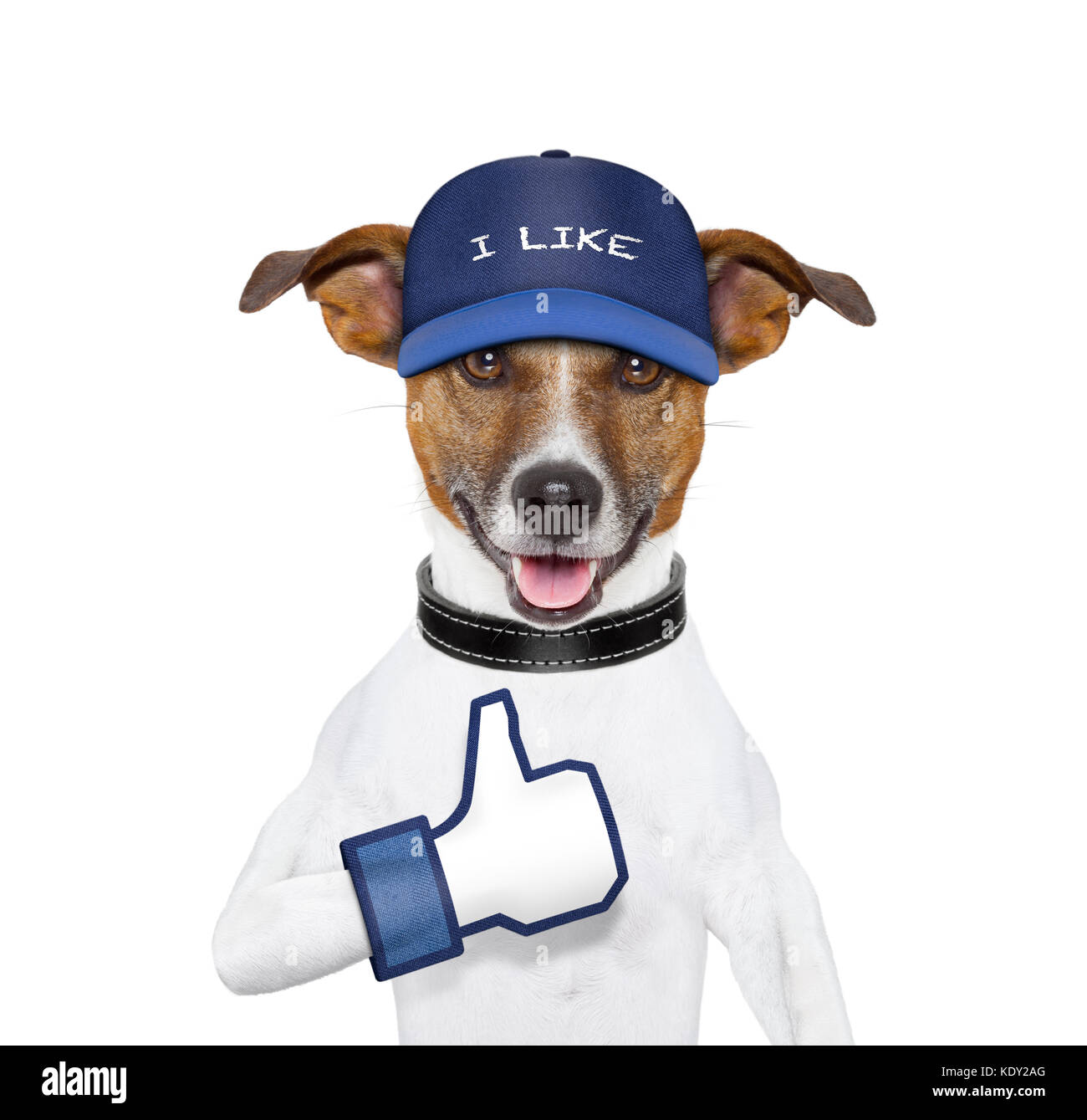 Dog with i like hat and icon Stock Photo - Alamy