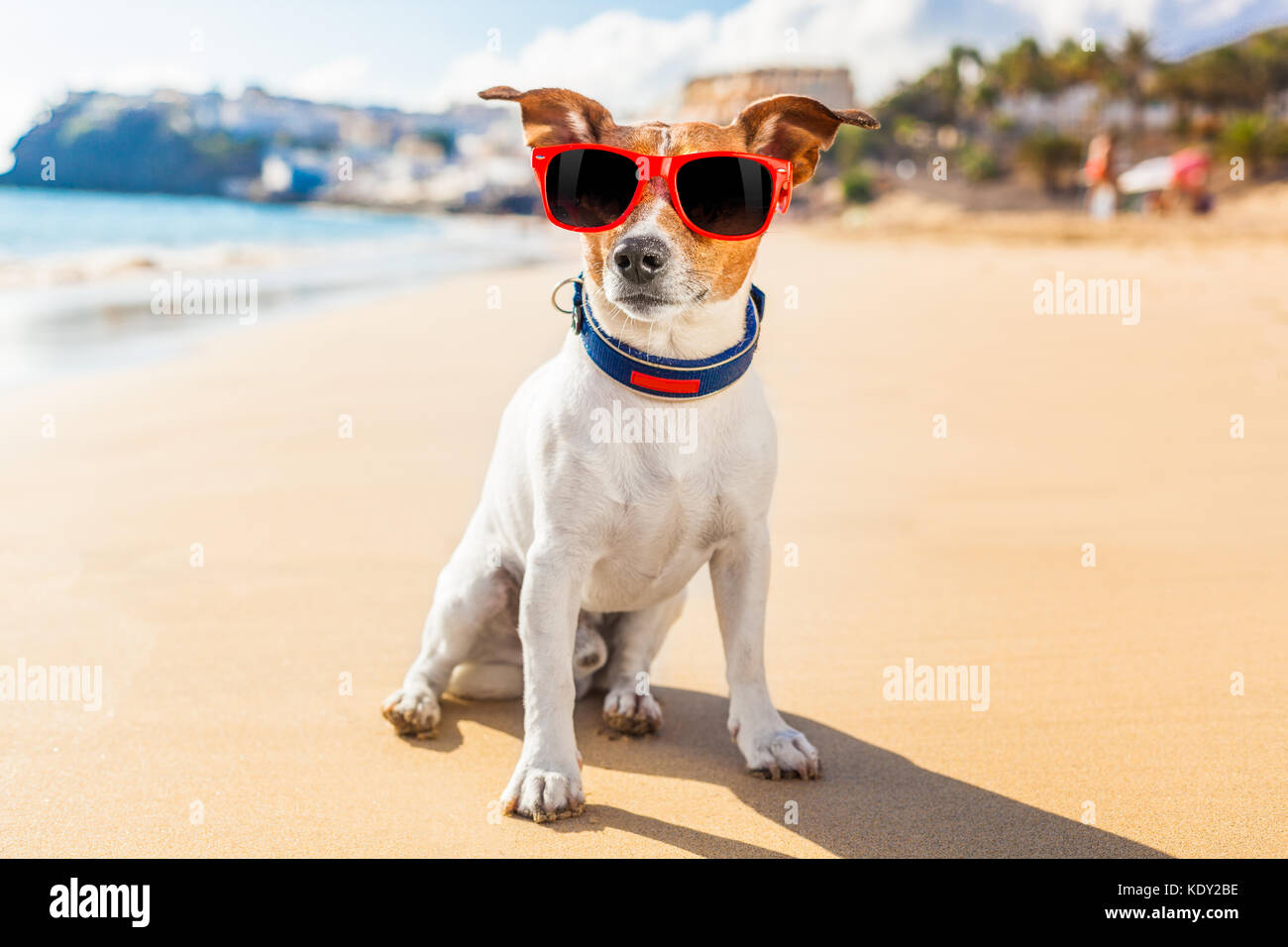 dog on the beach thinking about life and other things Stock Photo - Alamy