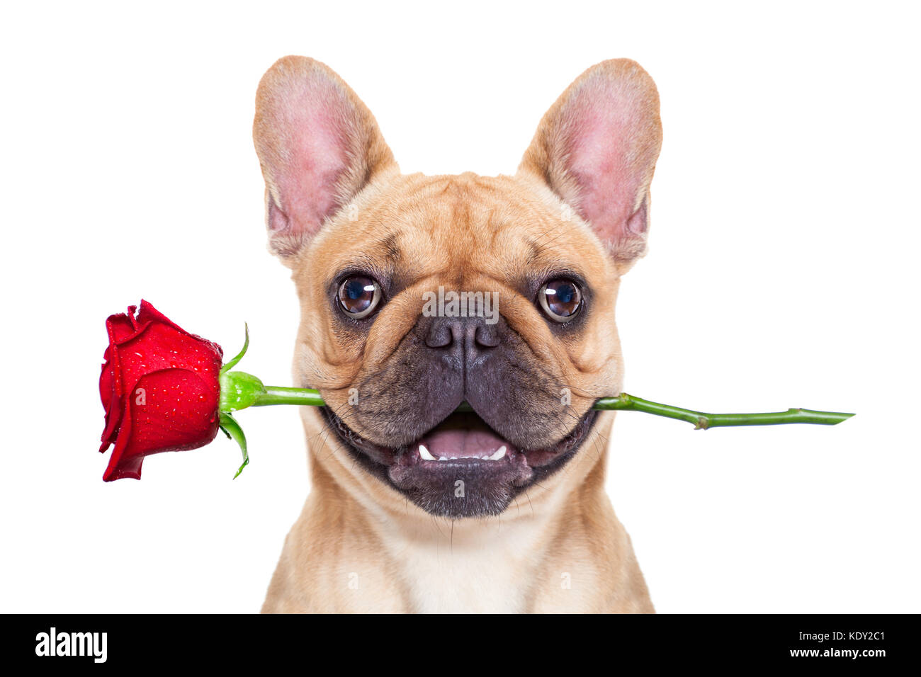 valentines dog in love with you , with a red rose in mouth , isolated ...