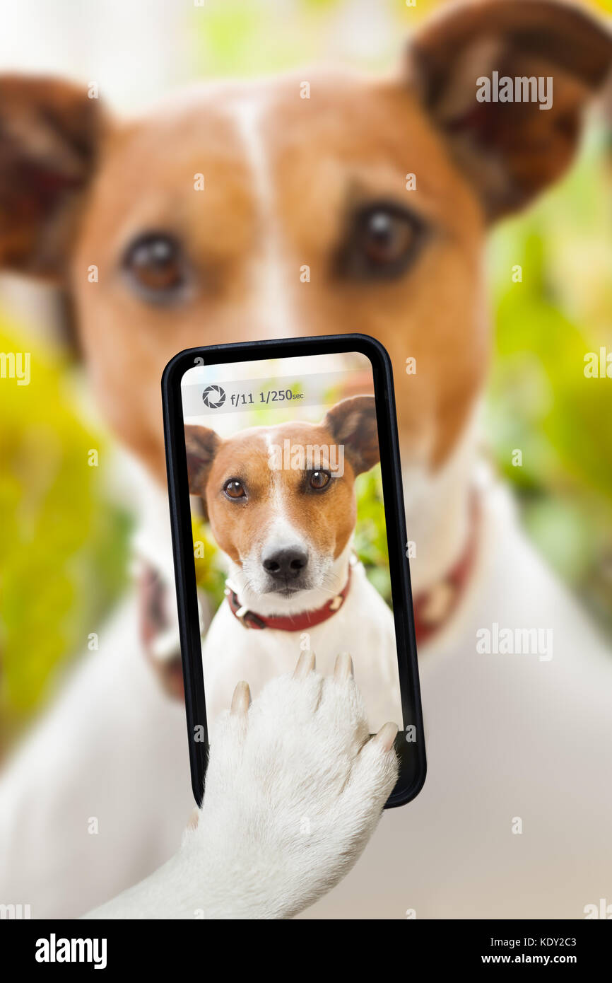 dog taking a selfie with a smartphone Stock Photo - Alamy