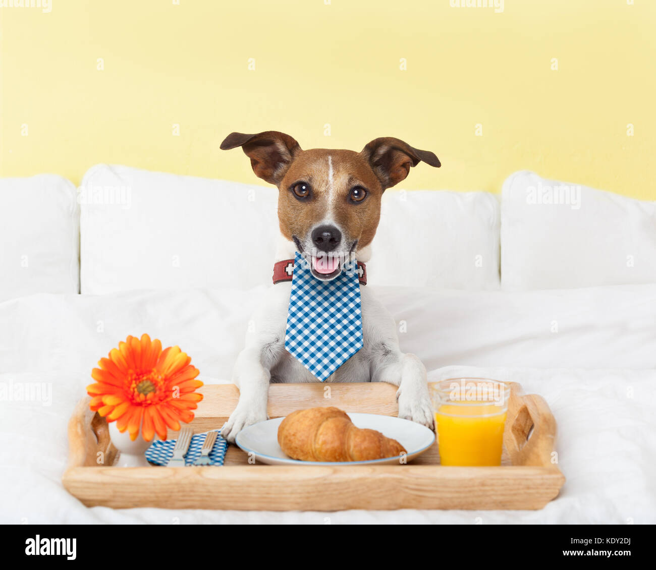 dog having nice breakfast in white bed Stock Photo - Alamy