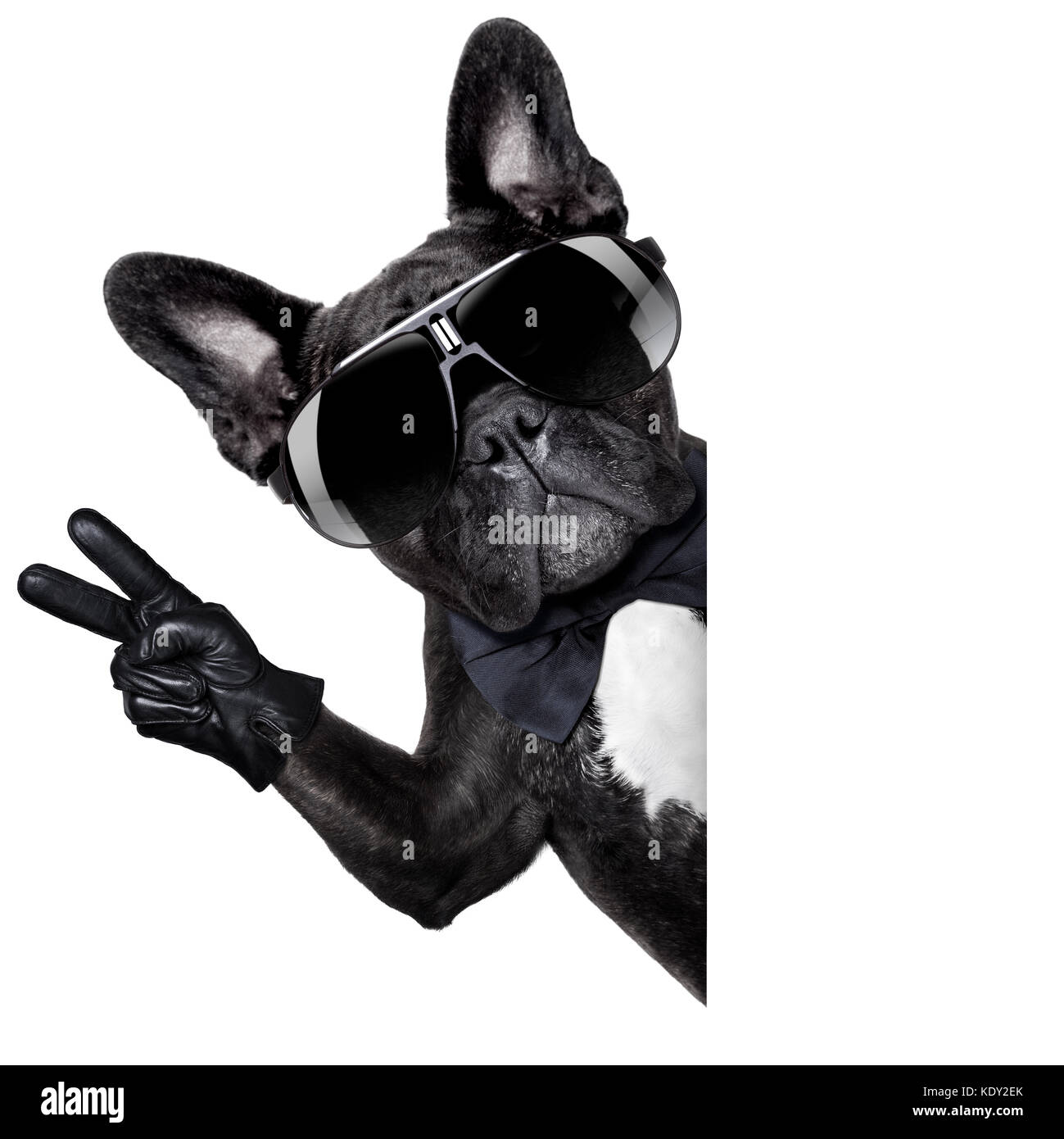 cool dog with peace or victory fingers beside a white blank banner or ...