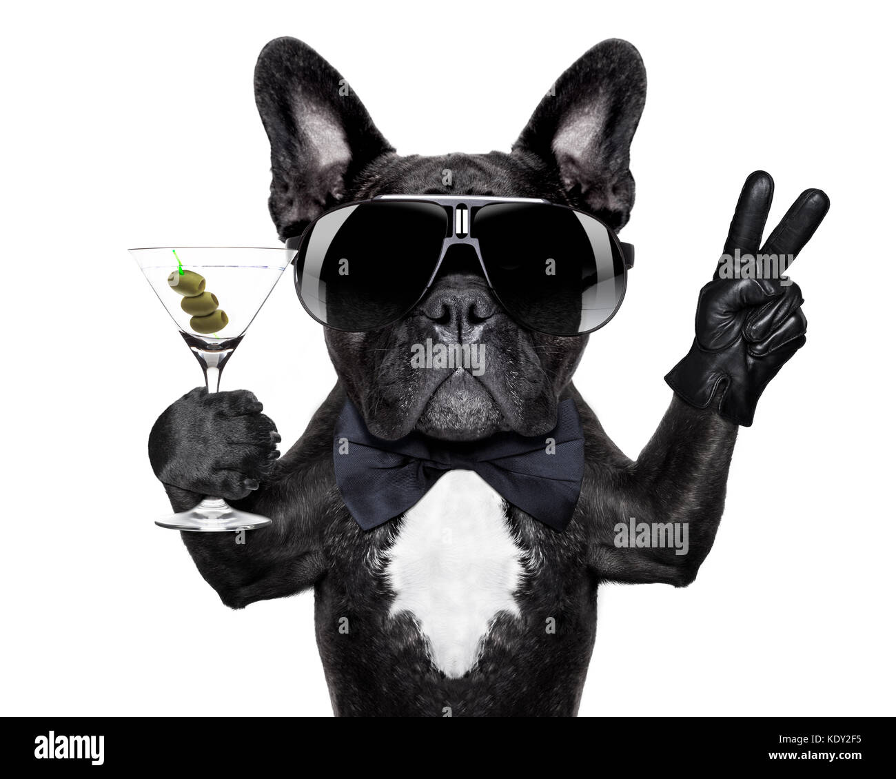 dog with martini cocktail and victory or peace fingers Stock Photo - Alamy
