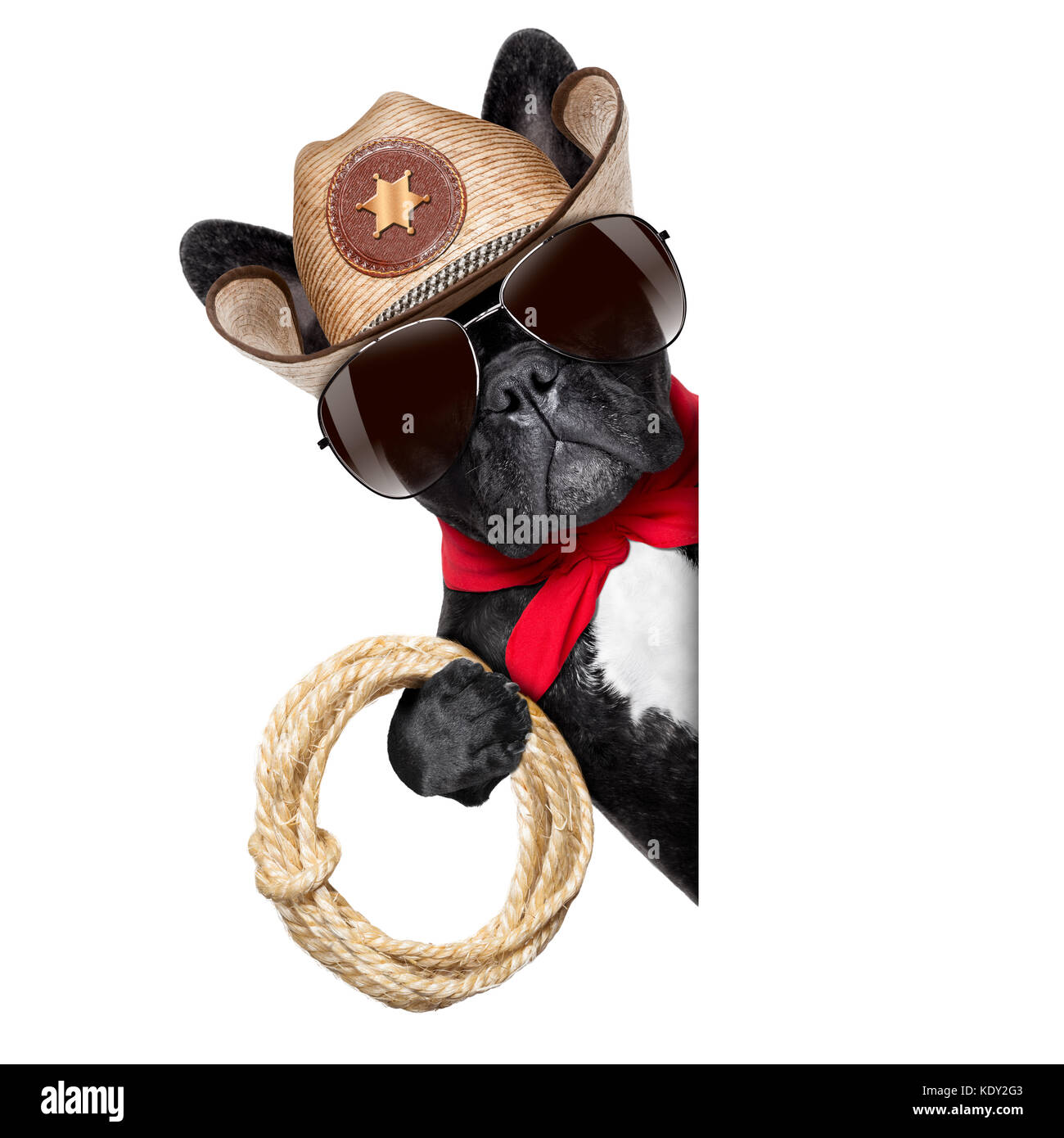 cowboy dog beside a white blank banner or placard Stock Photo - Alamy