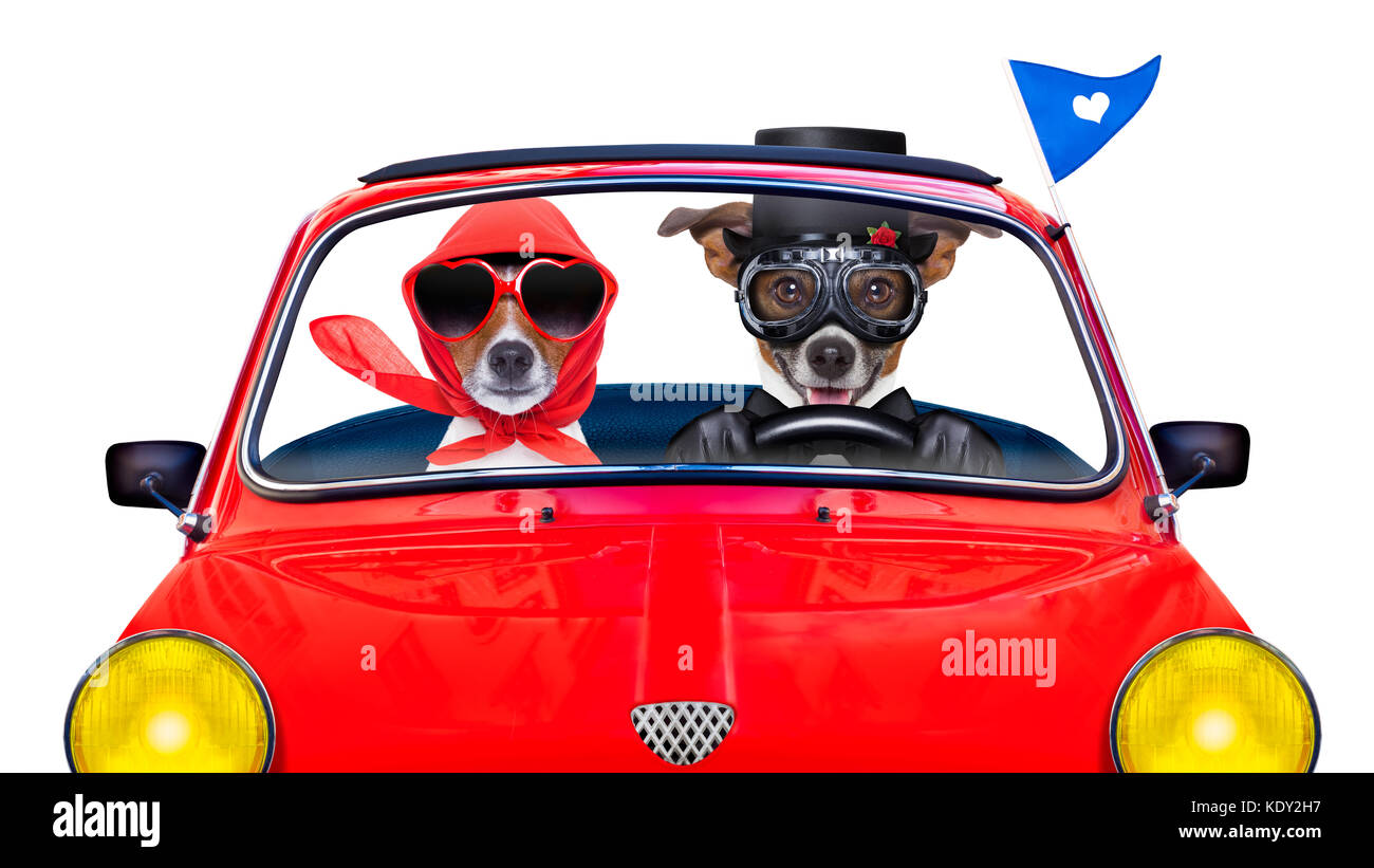 couple of just married jack russell dogs driving a funny car for ...