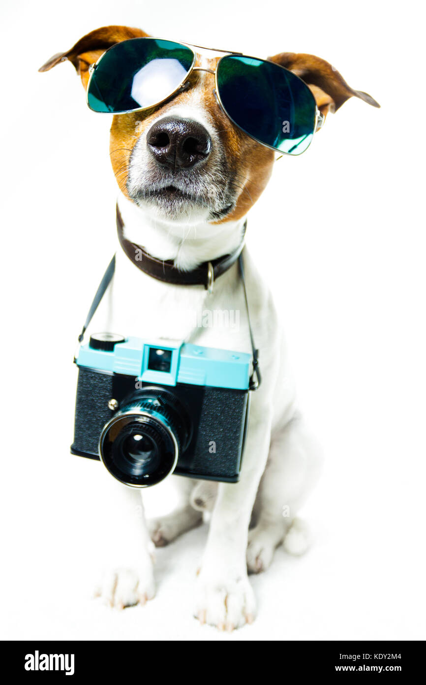 dog photo camera Stock Photo - Alamy