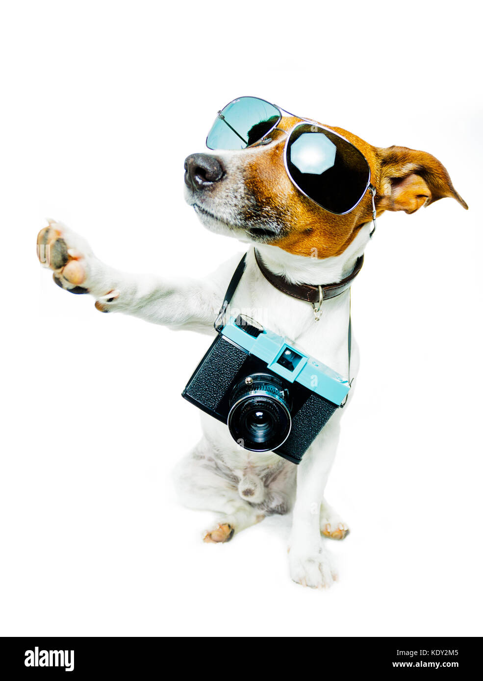 dog photo camera Stock Photo - Alamy