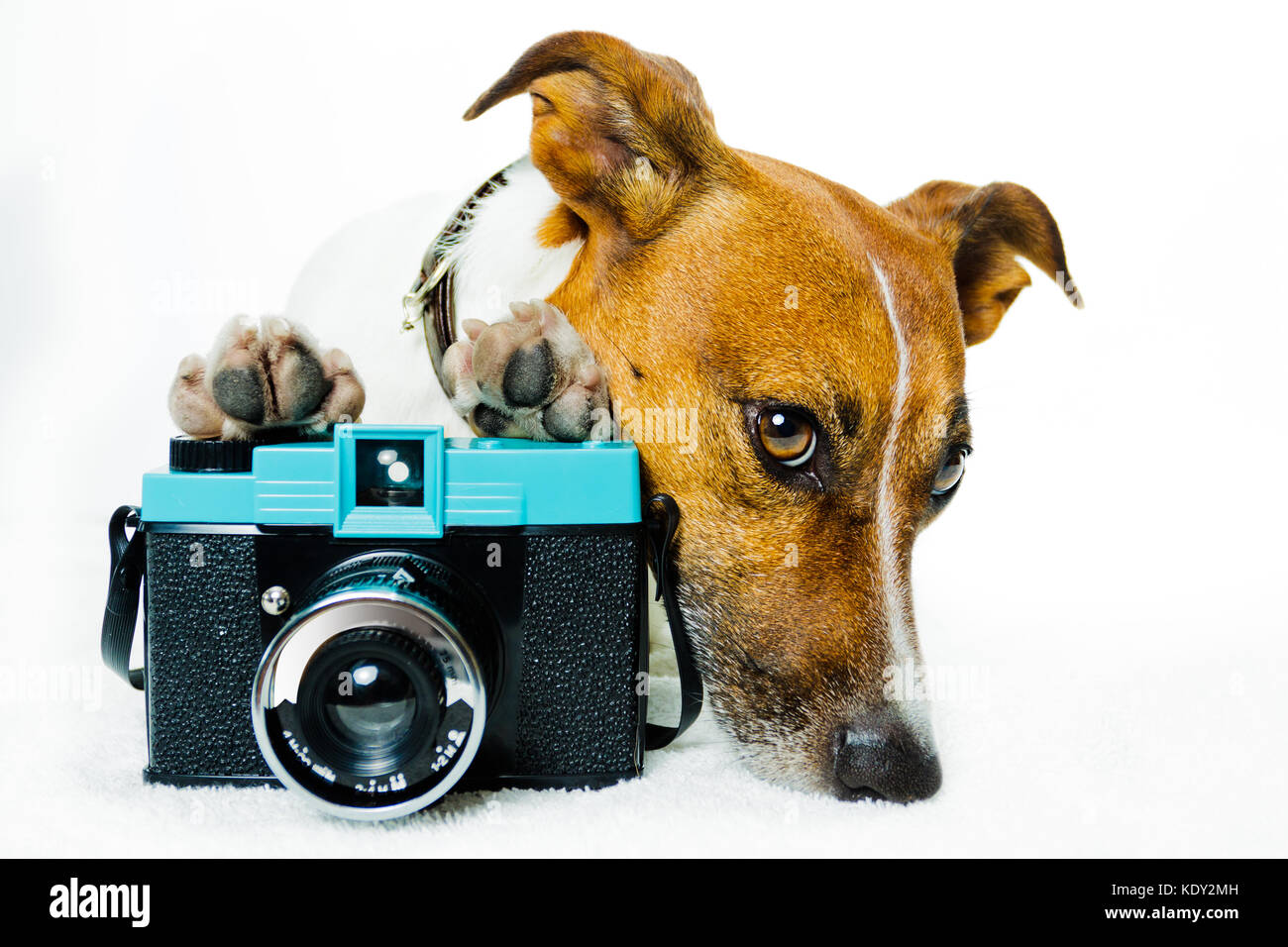 Dog photographer Cut Out Stock Images & Pictures - Alamy