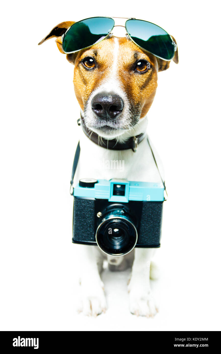 dog photo camera Stock Photo - Alamy