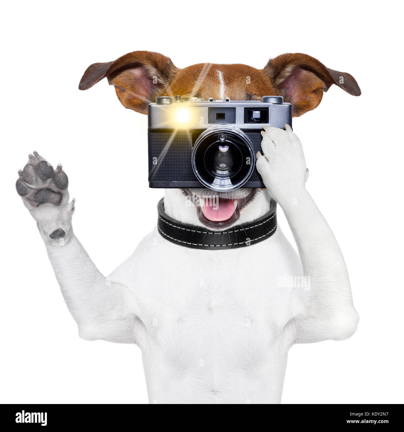 dog taking a photo with an old camera and flashing Stock Photo - Alamy