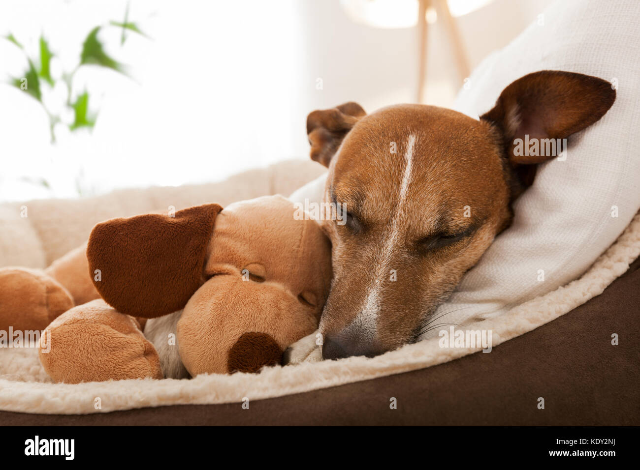 cozy couple of dog and best friend resting on sofa Stock Photo - Alamy