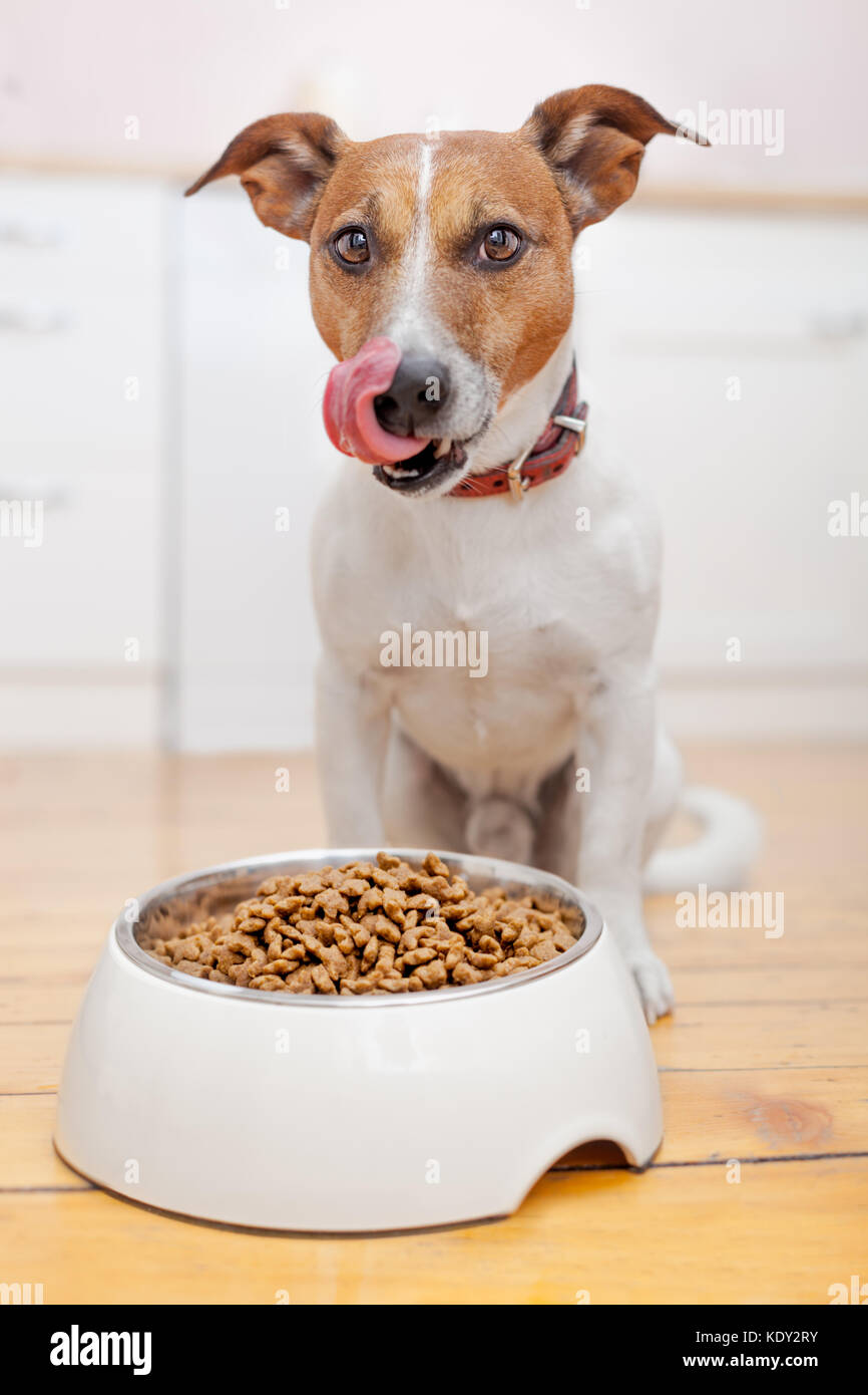 hungry dog eating and licking with tongue Stock Photo - Alamy