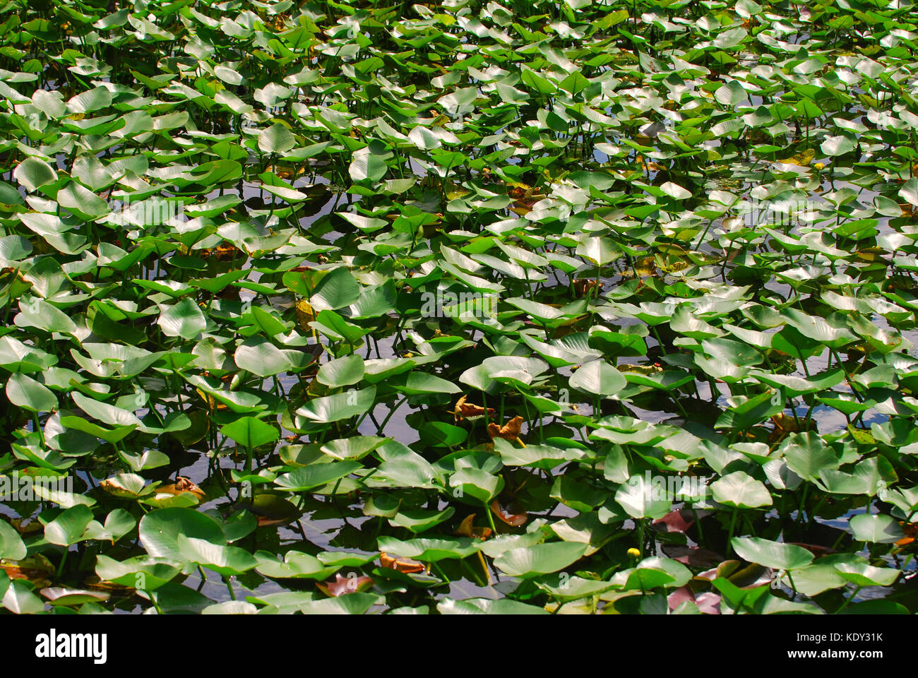 Florida lake covered in lilly pads Stock Photo - Alamy