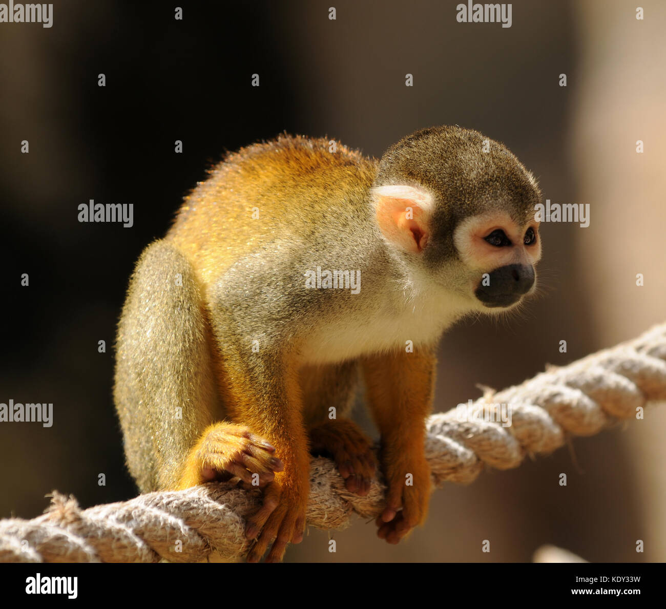 Small monkey on a rope Stock Photo - Alamy