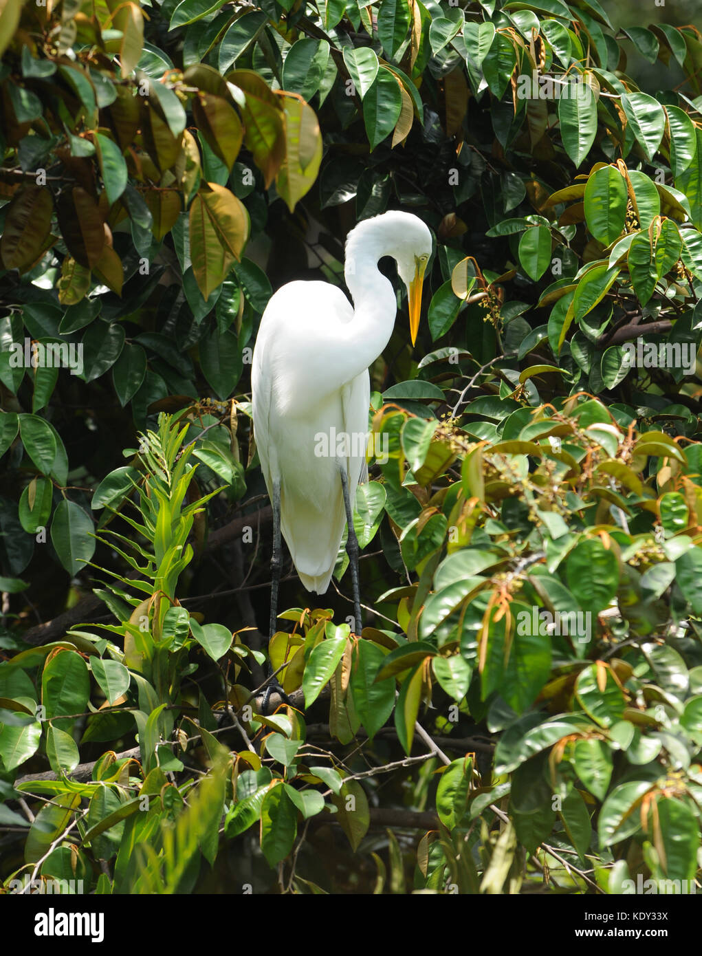 Ardea alba mangrove hi-res stock photography and images - Alamy