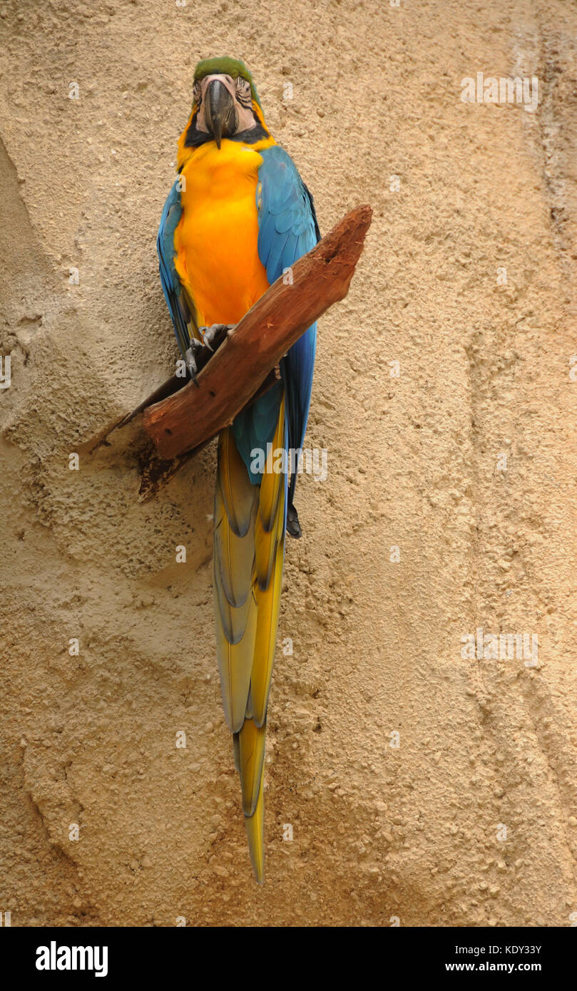 Exotic bird captured by poachers in the Amazon Stock Photo - Alamy