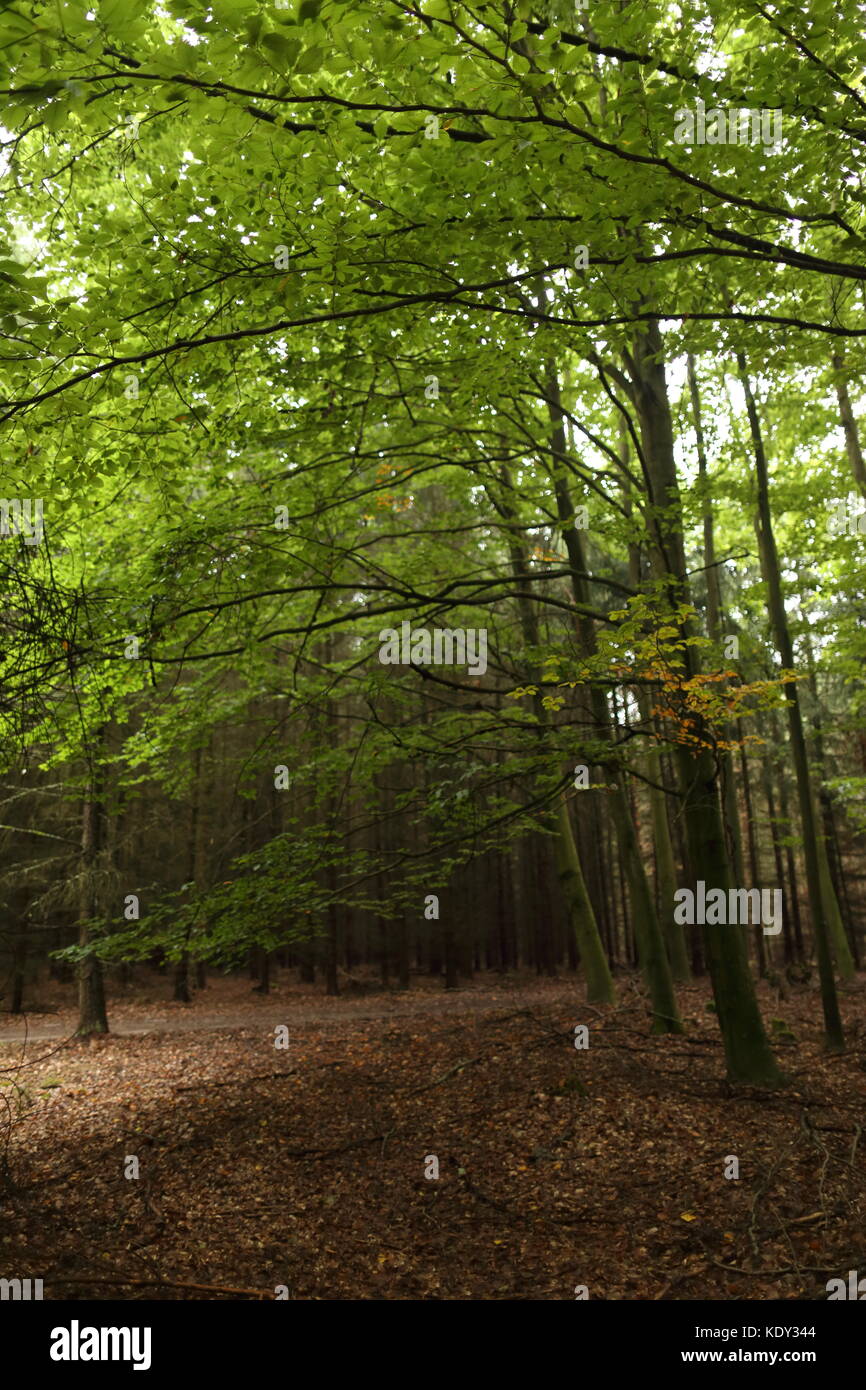 Green forest in summer Stock Photo - Alamy