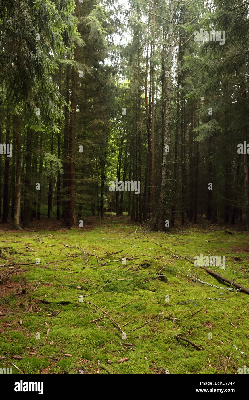 Green forest in summer Stock Photo - Alamy