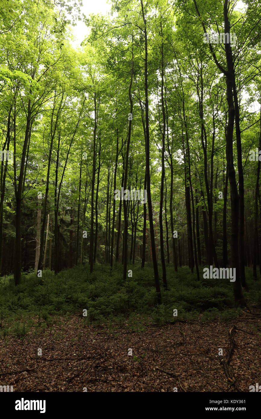 Green forest in summer Stock Photo - Alamy