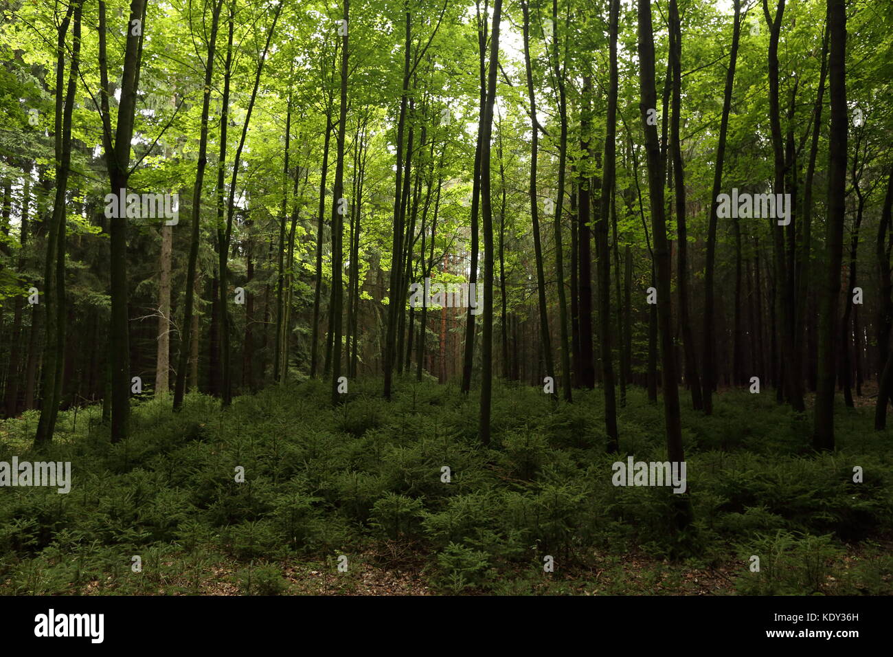 Green forest in summer Stock Photo - Alamy