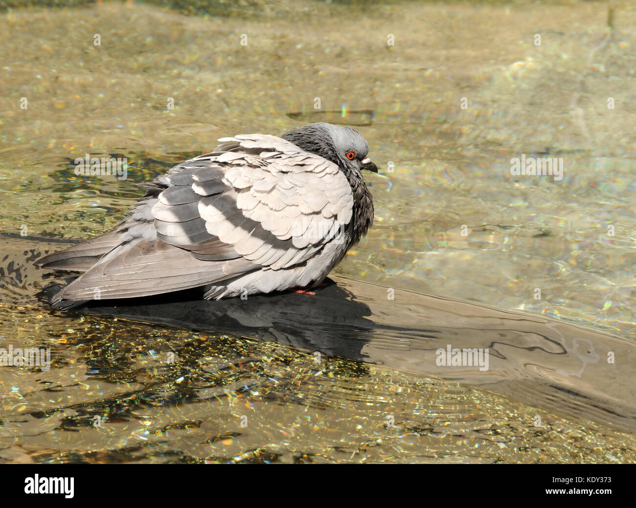 Urban pigeon taking a bath in a water fountain Stock Photo - Alamy