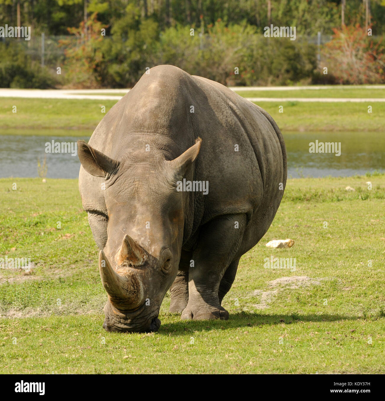 WIld African rhinoceros in its natural environment Stock Photo - Alamy
