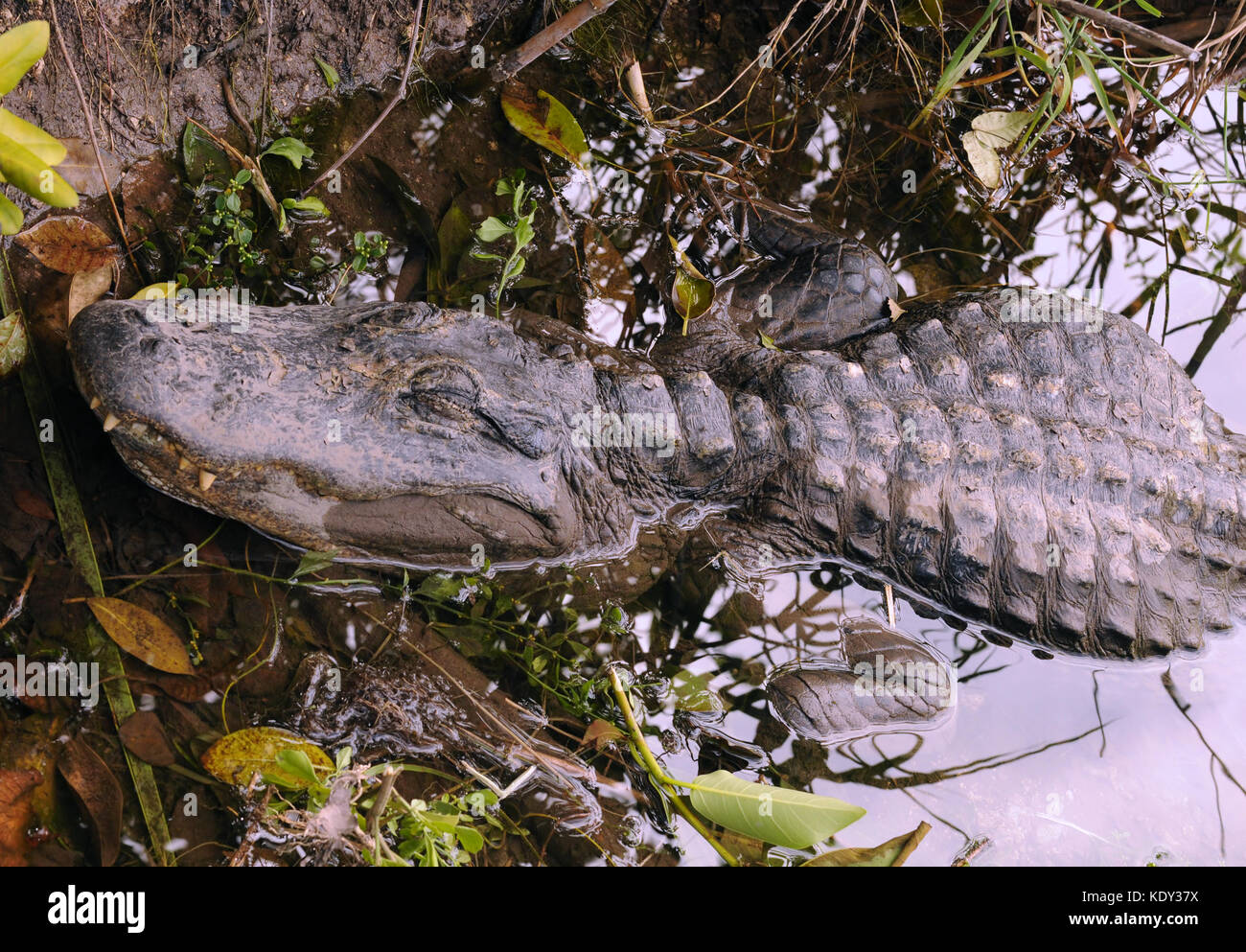 Resting alligator in its natural environment Stock Photo - Alamy