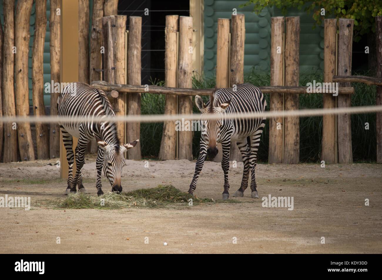 Antwerpen zoo hi-res stock photography and images - Alamy