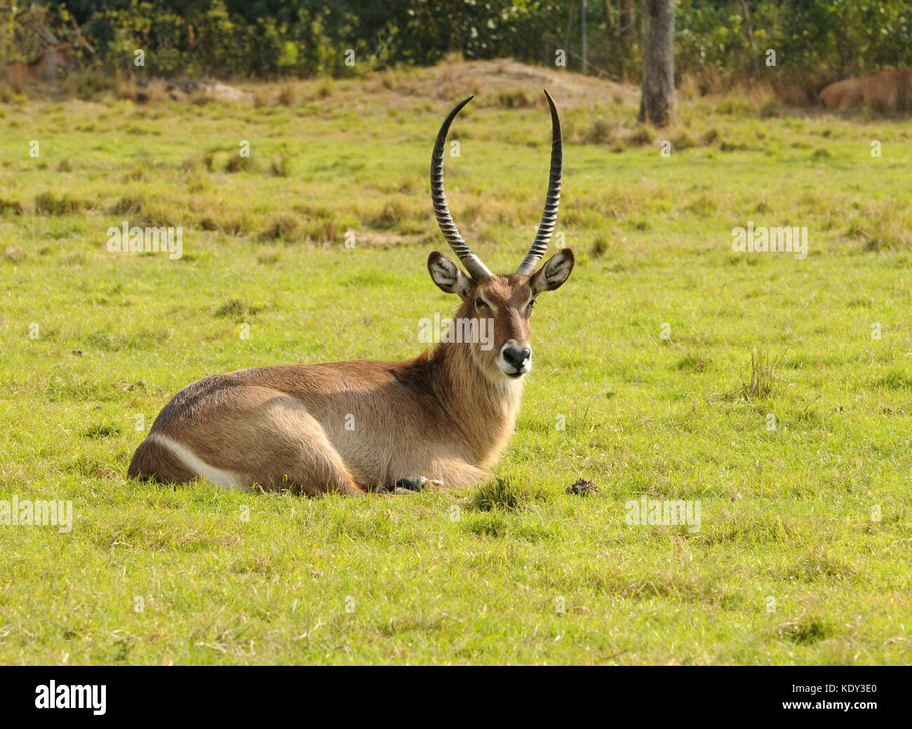 Wild African antilope in its natural environment Stock Photo - Alamy