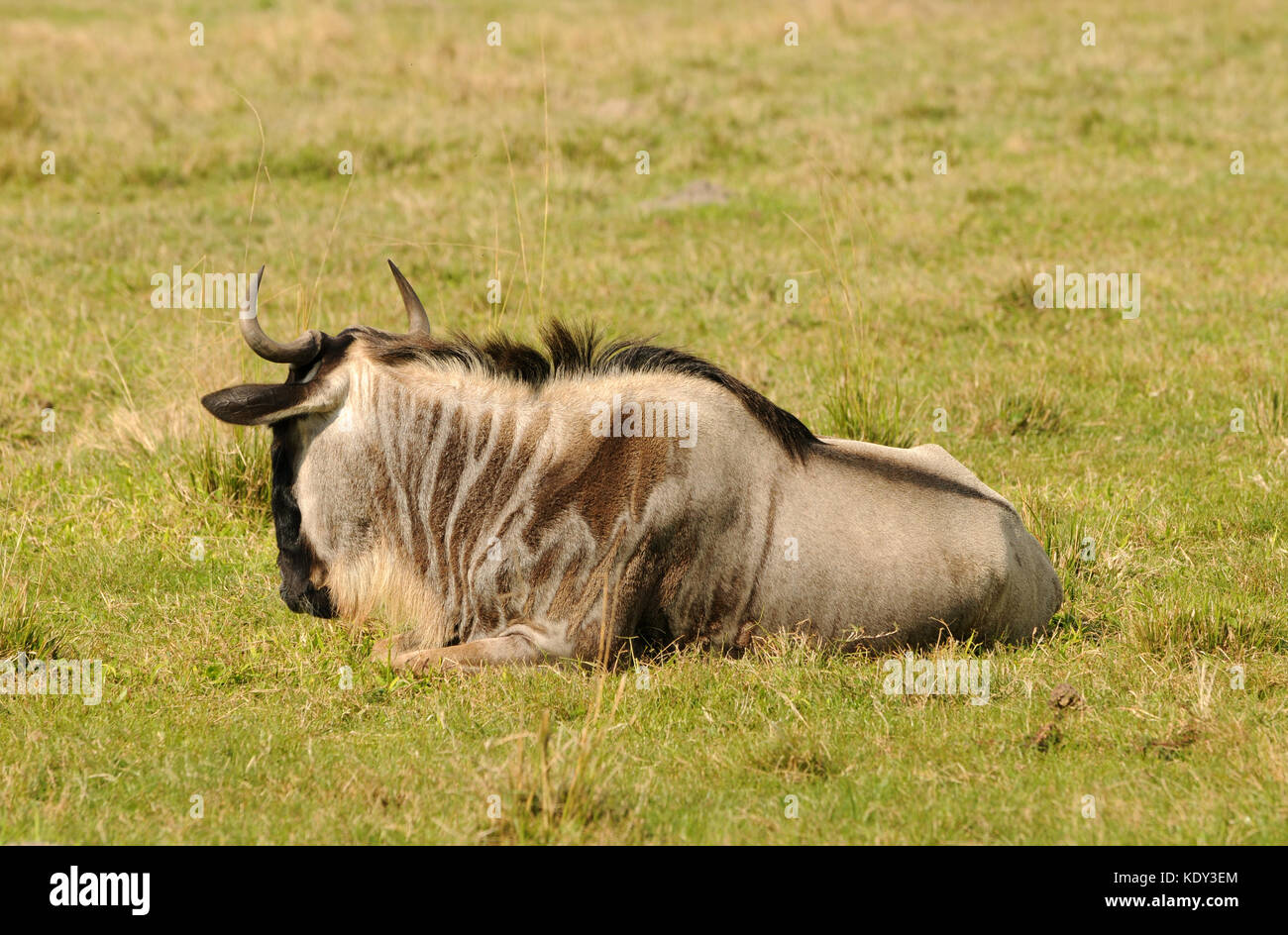 Big and heavy antelope gnu (wildebeest) resting Stock Photo - Alamy