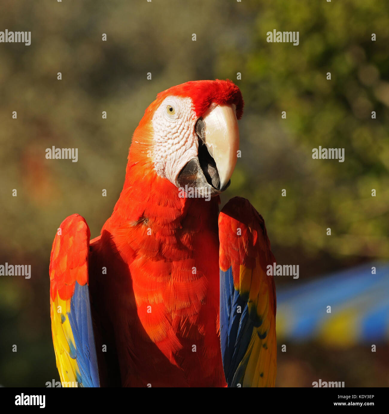 Exotic red parrot endangered in the Amazon Stock Photo - Alamy