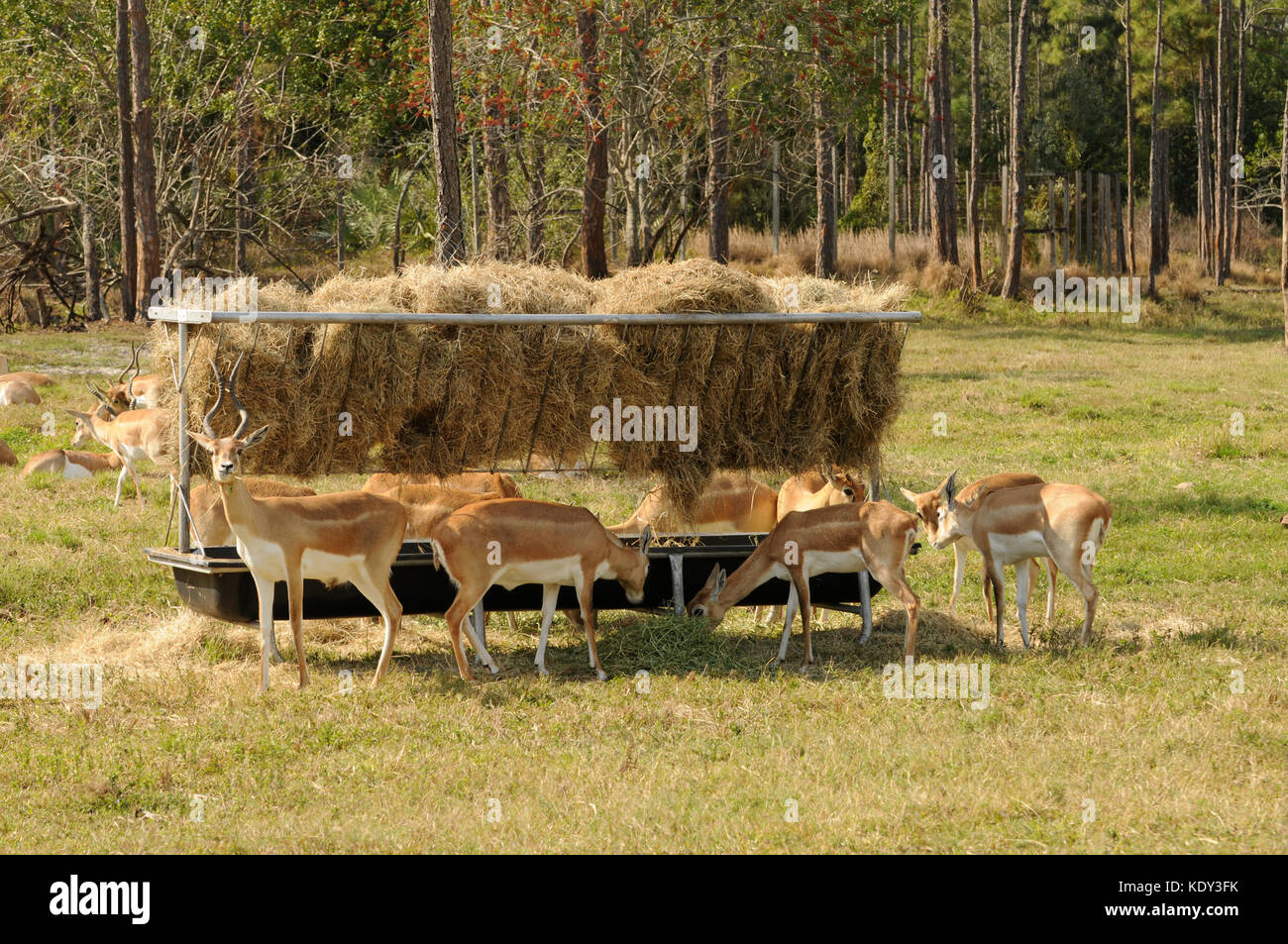 Group of African antelopes feeding together Stock Photo - Alamy