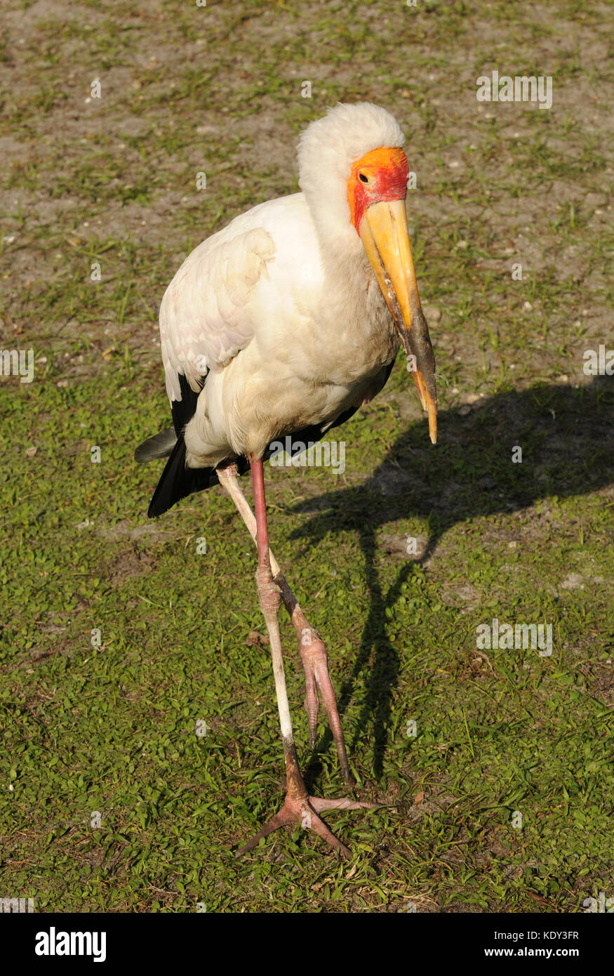Yellow Billed Stork (Mycenteria ibis) from Africa Stock Photo - Alamy