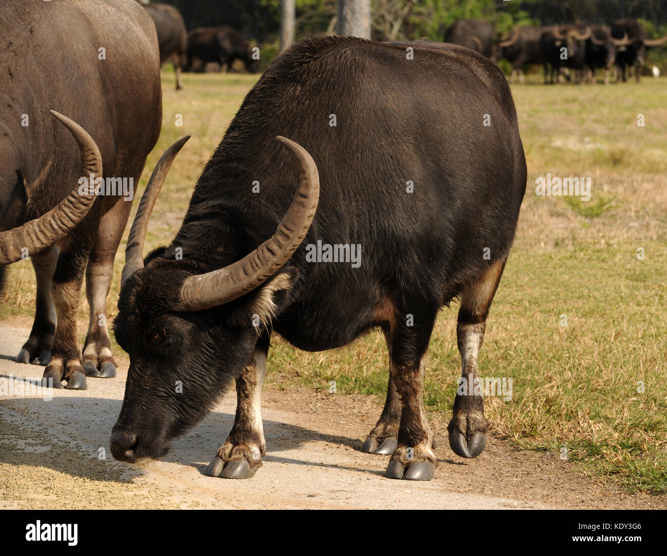 Asiatic water buffalo (Bubalus arnee Stock Photo - Alamy