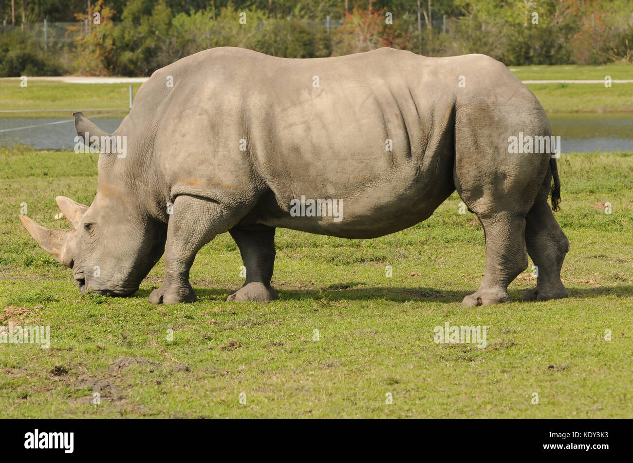Wild rhino in its natural surroundings Stock Photo - Alamy