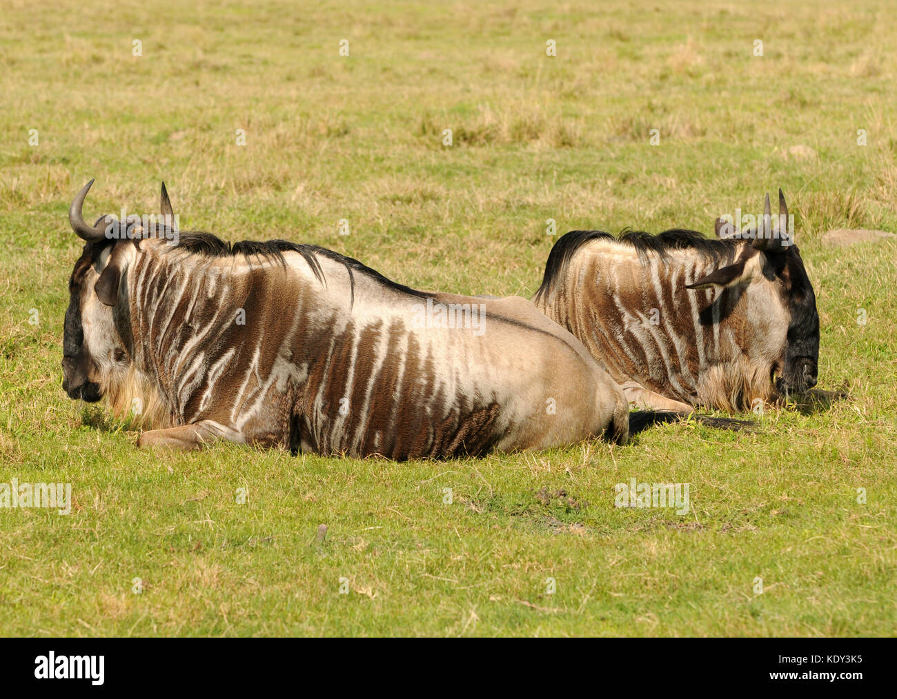 Big and heavy antelope gnu (wildebeest) resting Stock Photo - Alamy