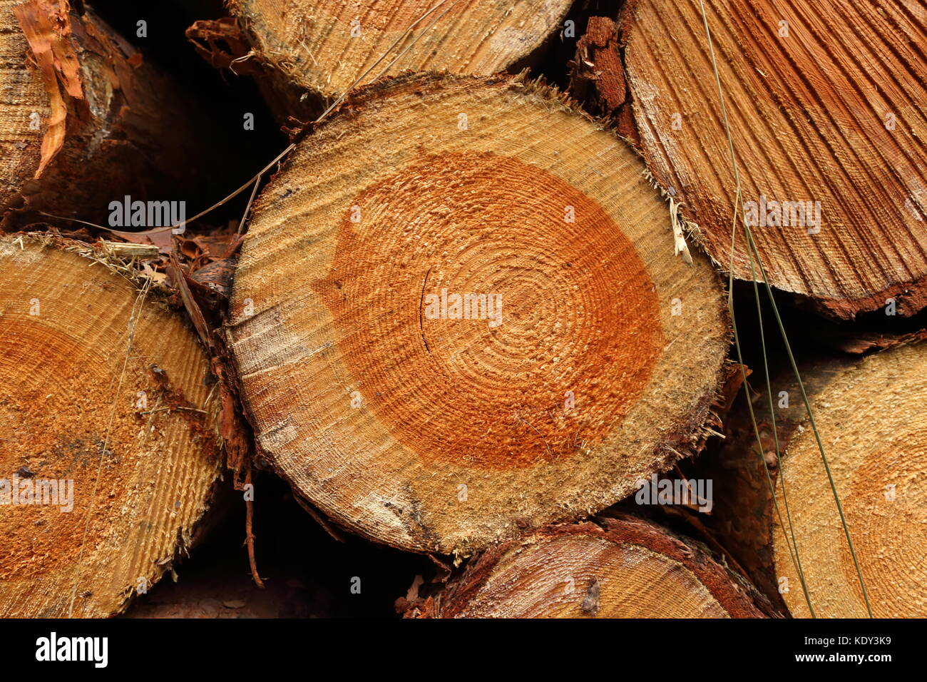 Detail of cut tree trunks Stock Photo - Alamy