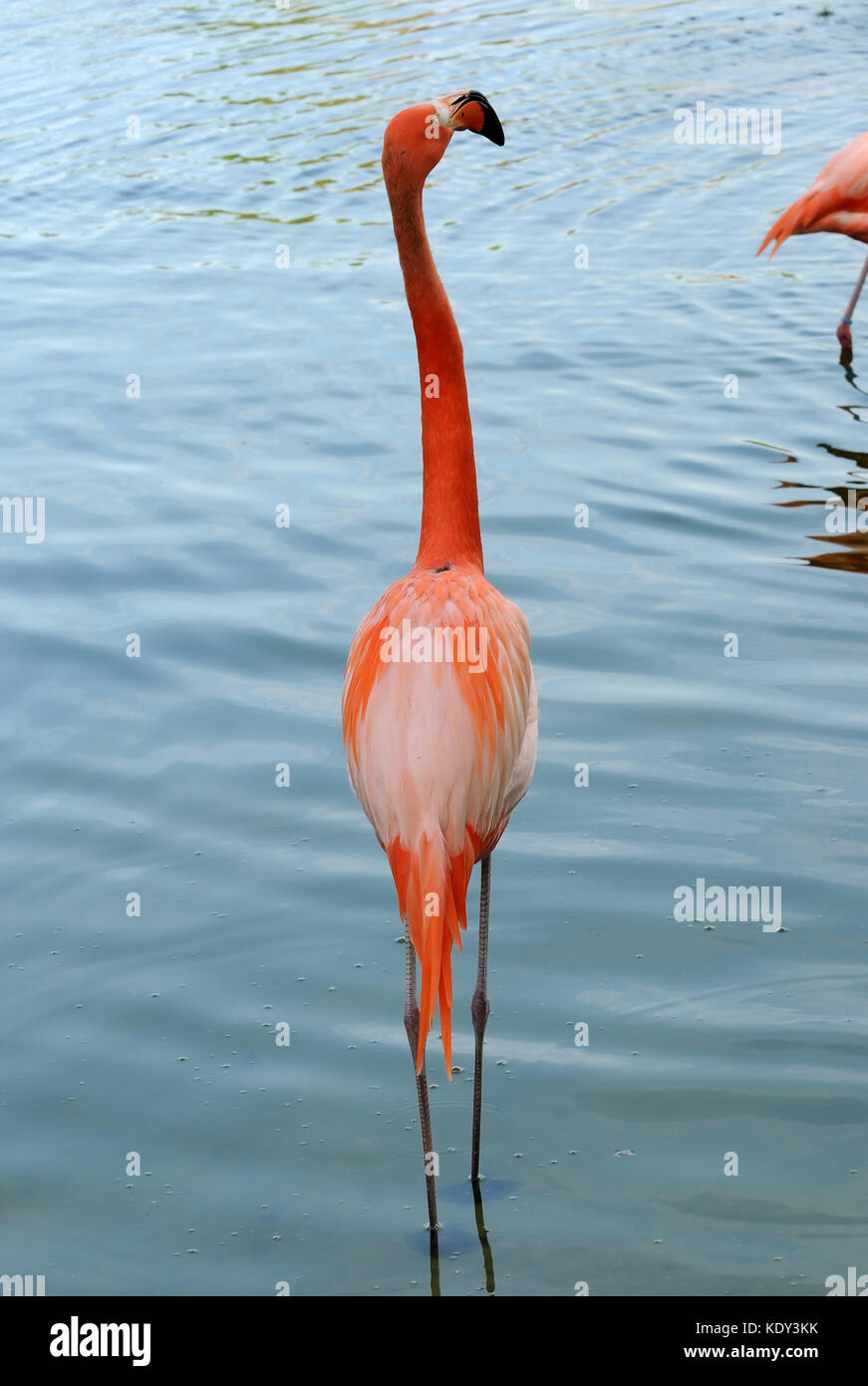 Caribbean flamingo seen in natural environment in Florida Stock Photo ...