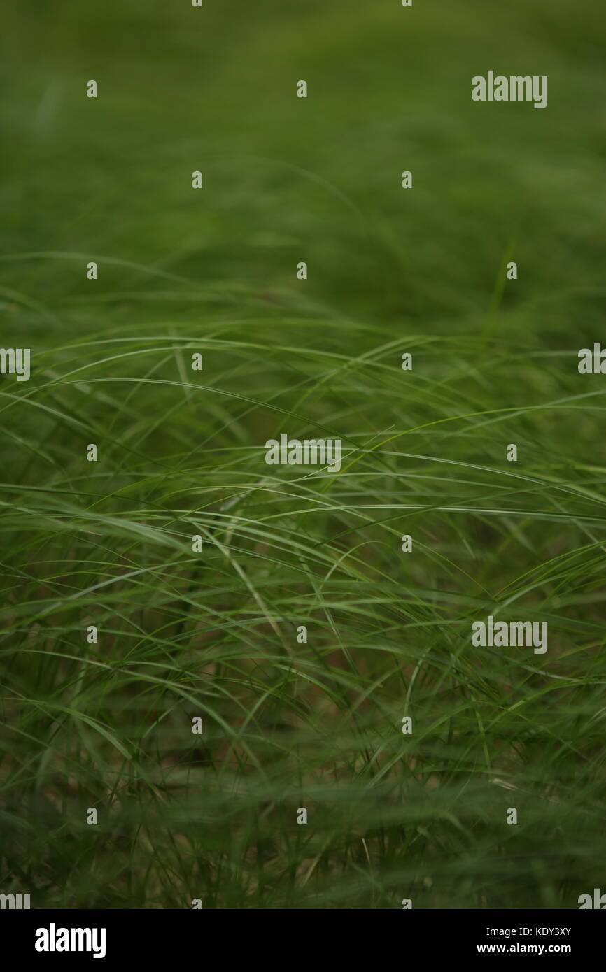Leaves of grass Stock Photo - Alamy