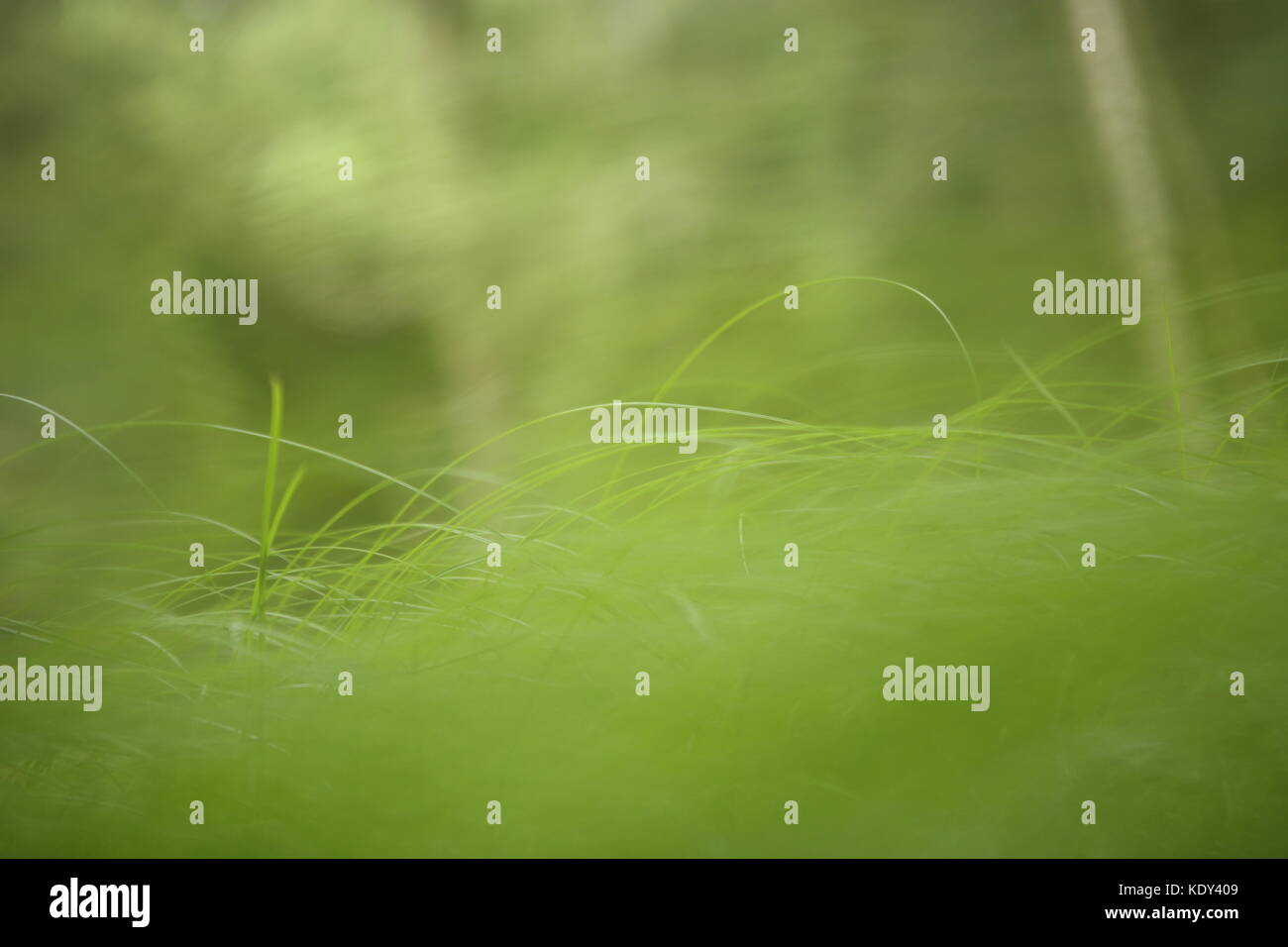 Leaves of grass Stock Photo - Alamy