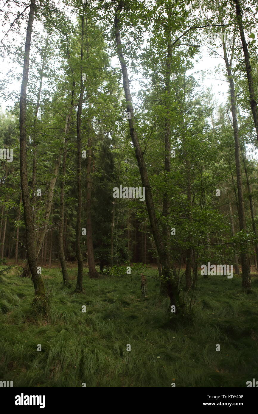 Green forest in summer Stock Photo - Alamy