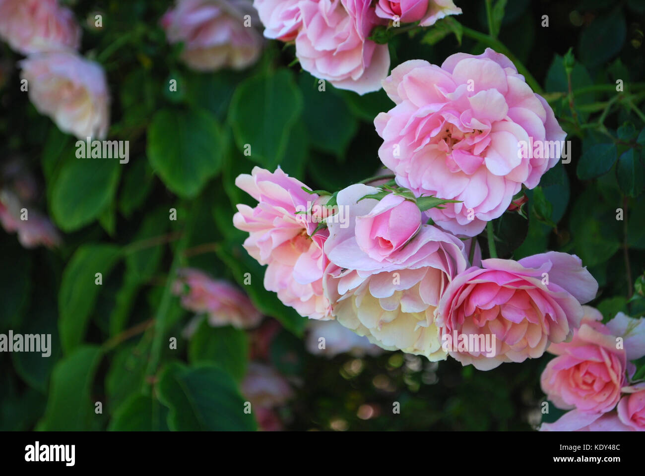Roses in the Summer Garden Stock Photo - Alamy