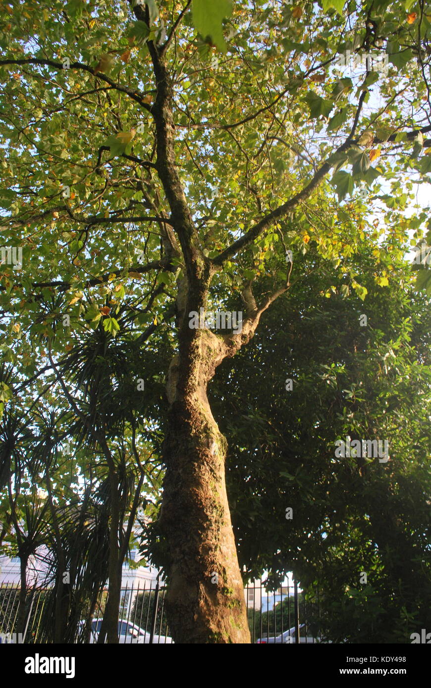 Portrait of trees in the park Stock Photo - Alamy