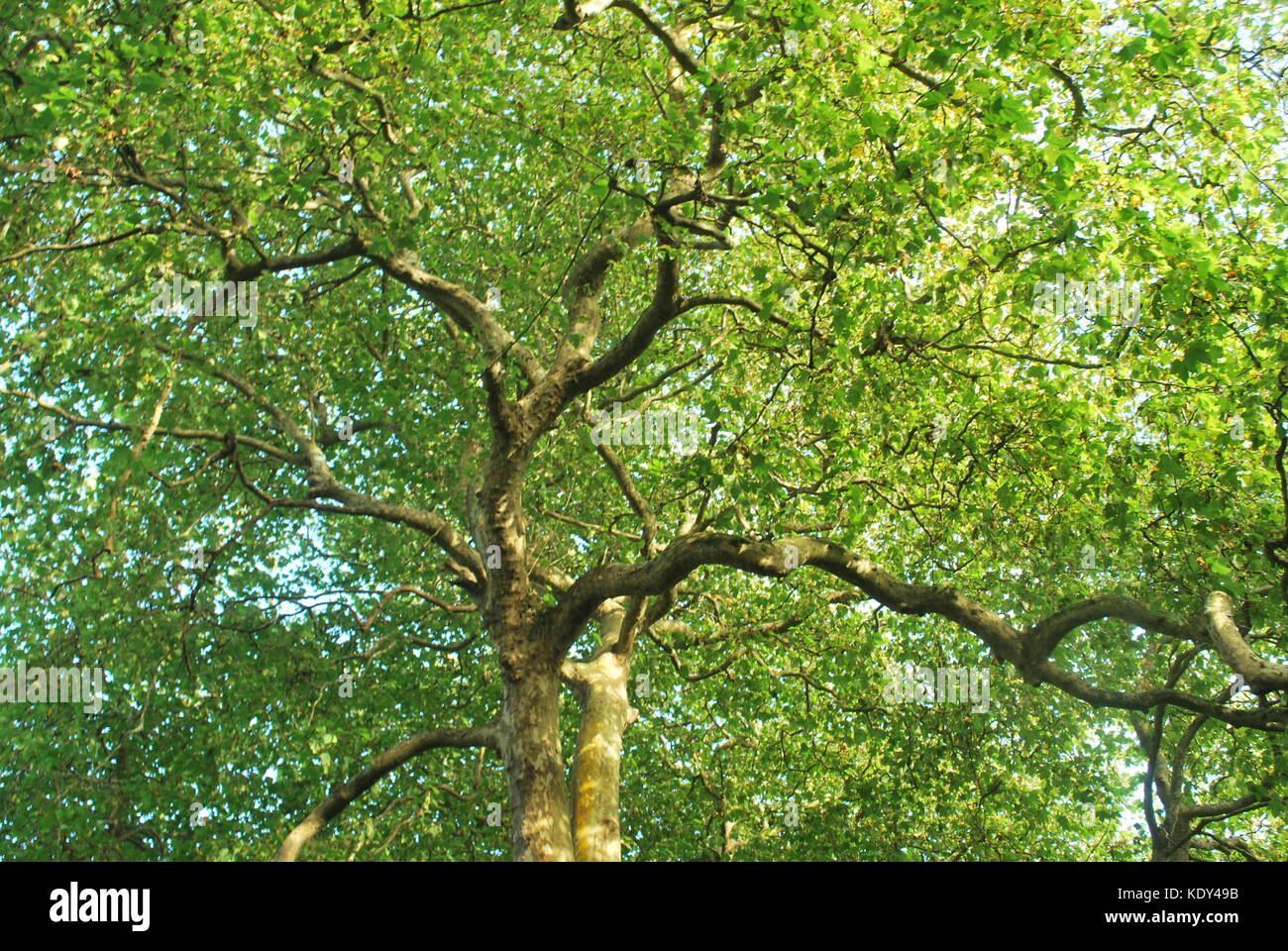 Portrait of trees in the park Stock Photo - Alamy