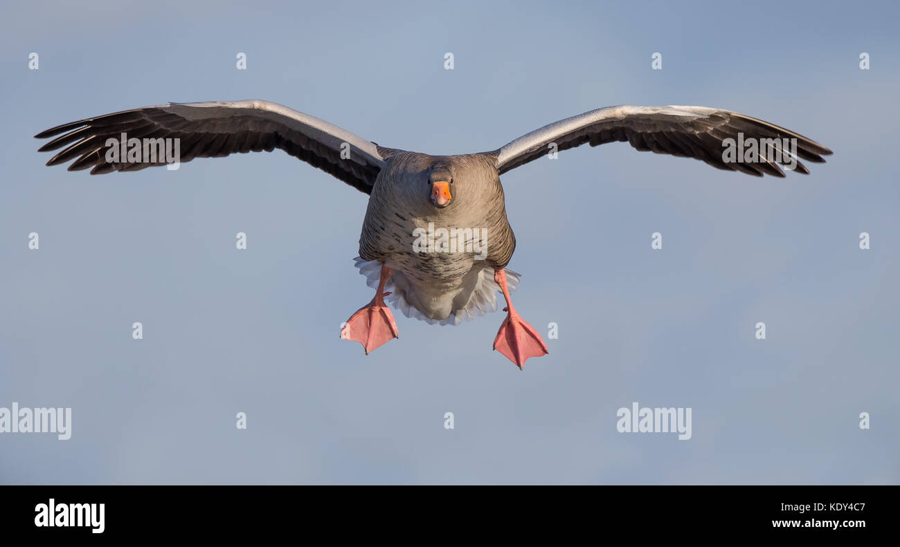 Goose Feet Stock Photos & Goose Feet Stock Images - Alamy