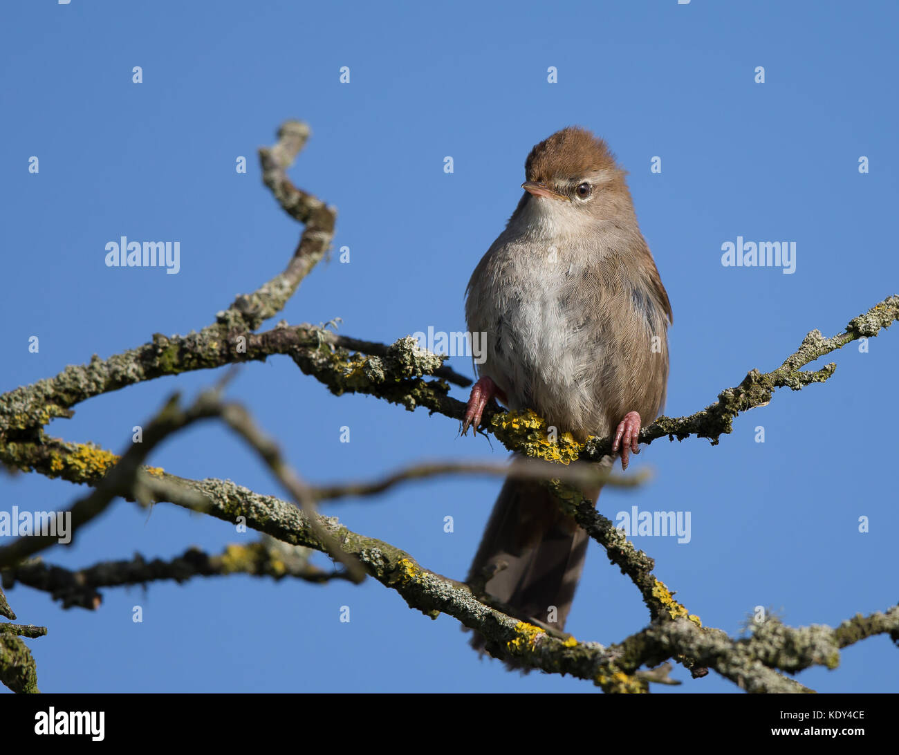 Close front view of wild, UK Cetti's warbler bird (Cettia cetti ...