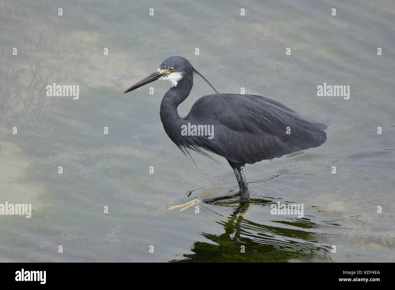 Diamorphic Egret [Egretta dimorpha] hunting in the sea off Zanzibar ...