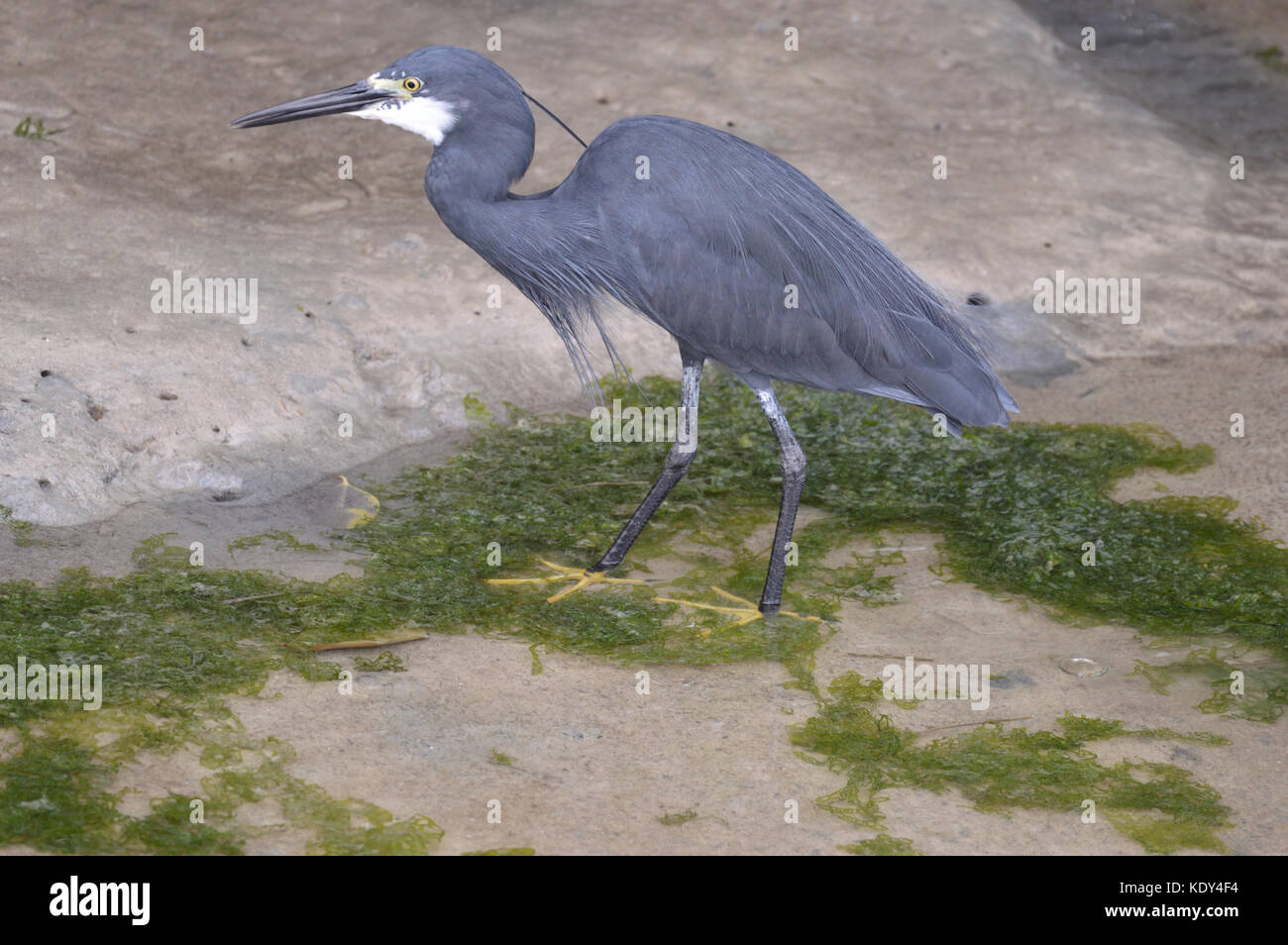 Diamorphic Egret [Egretta dimorpha] hunting in the sea off Zanzibar ...